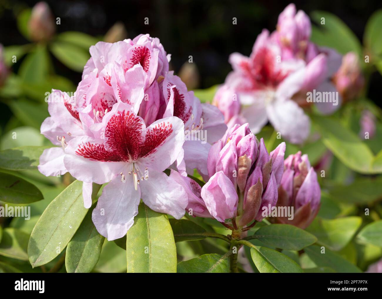 Rhododendron Hybrid (Rhododendron hybrid), close up of the flower head ...