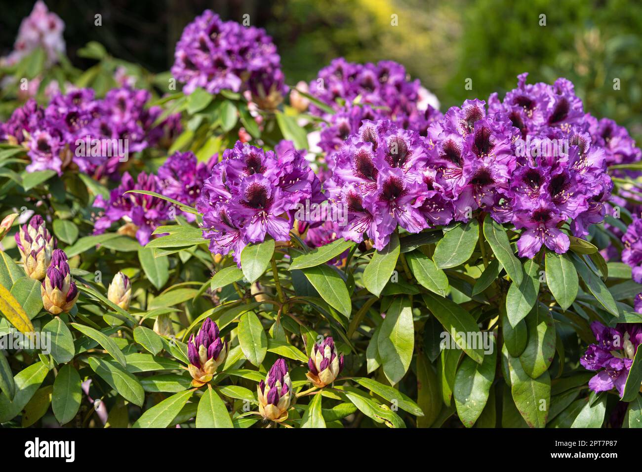 Rhododendron Hybrid (Rhododendron hybrid), close up of the flower head ...