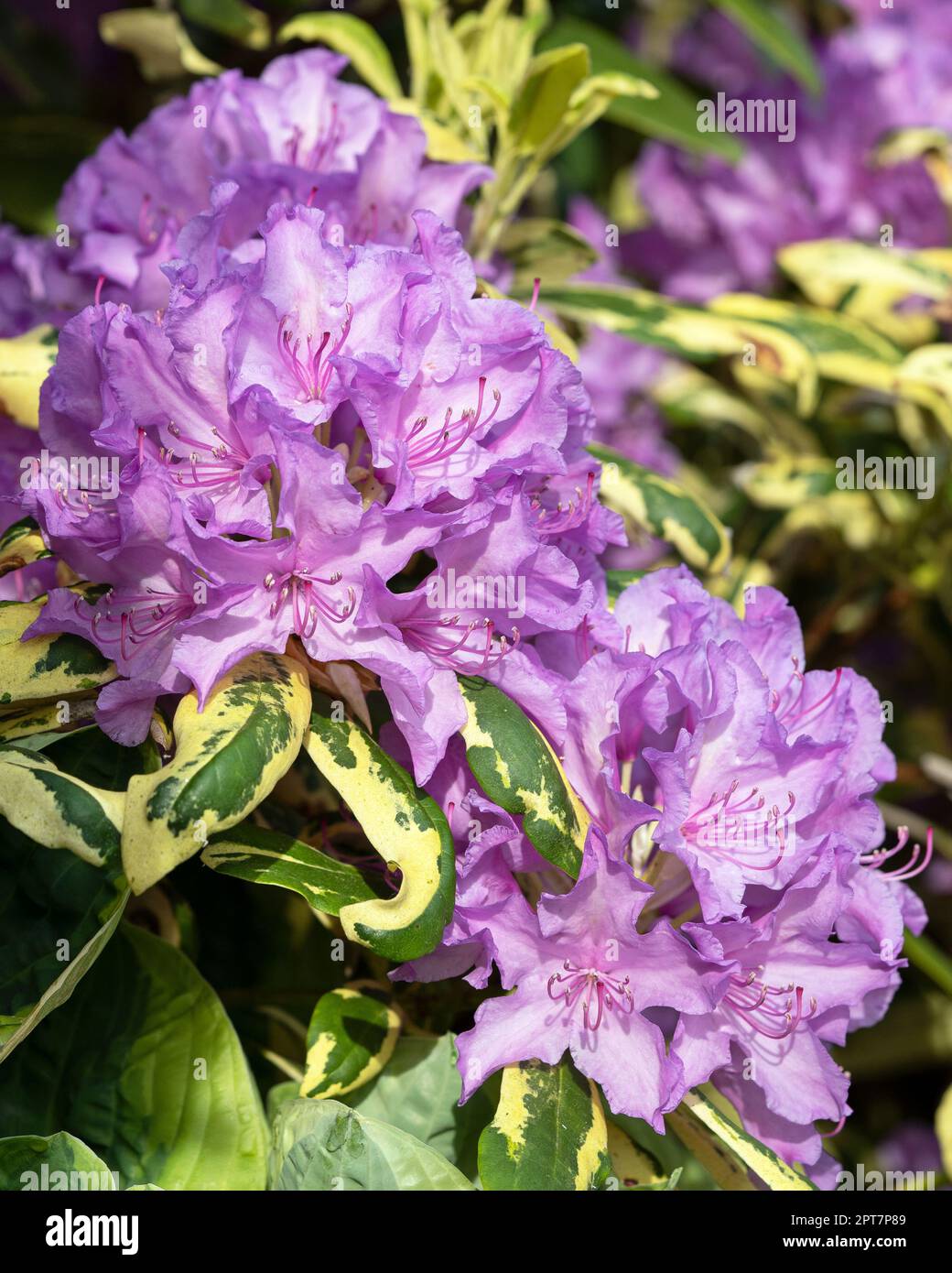 Rhododendron Hybrid (Rhododendron hybrid), close up of the flower head ...