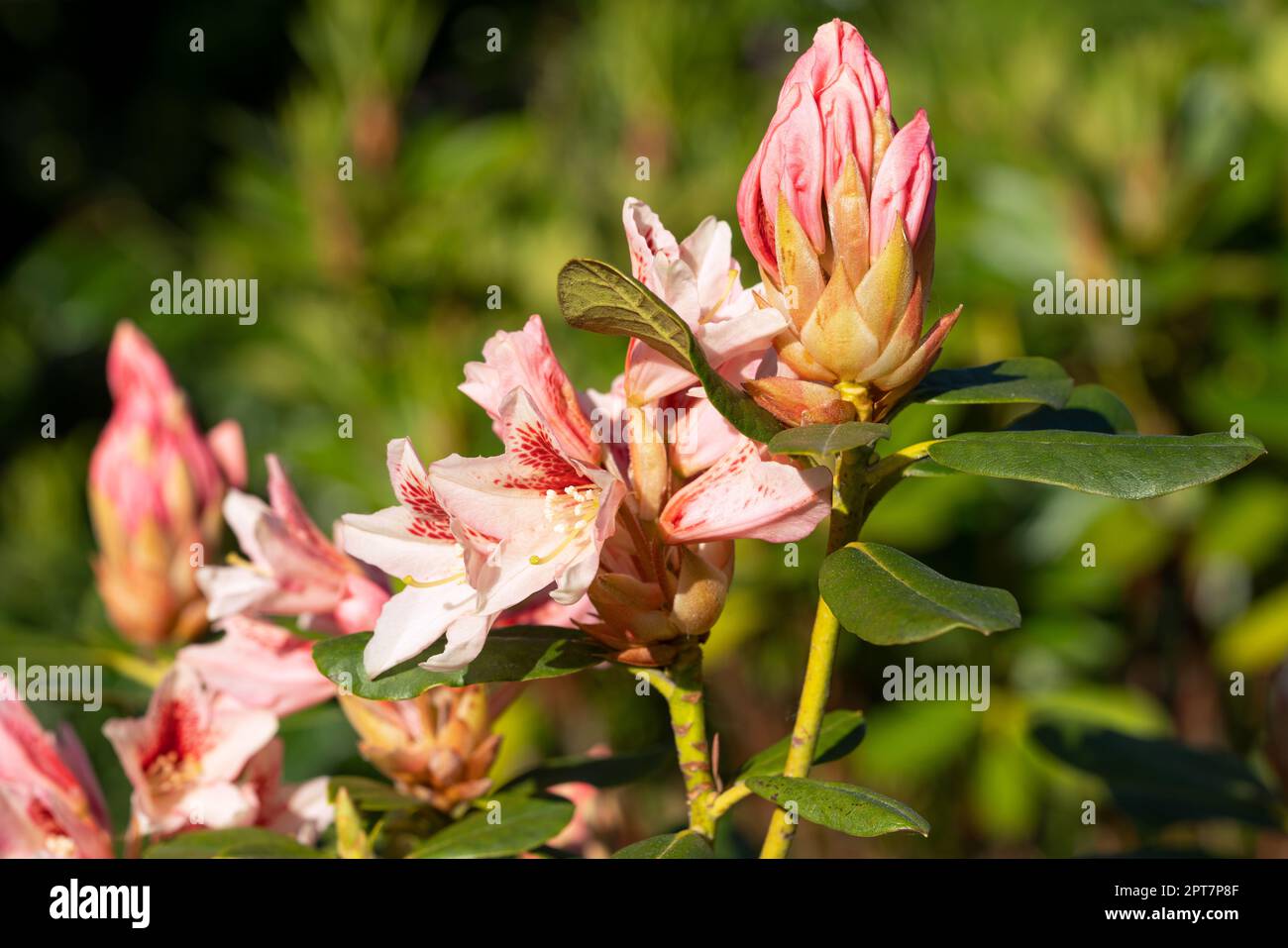Rhododendron Hybrid (Rhododendron hybrid), close up of the flower head ...