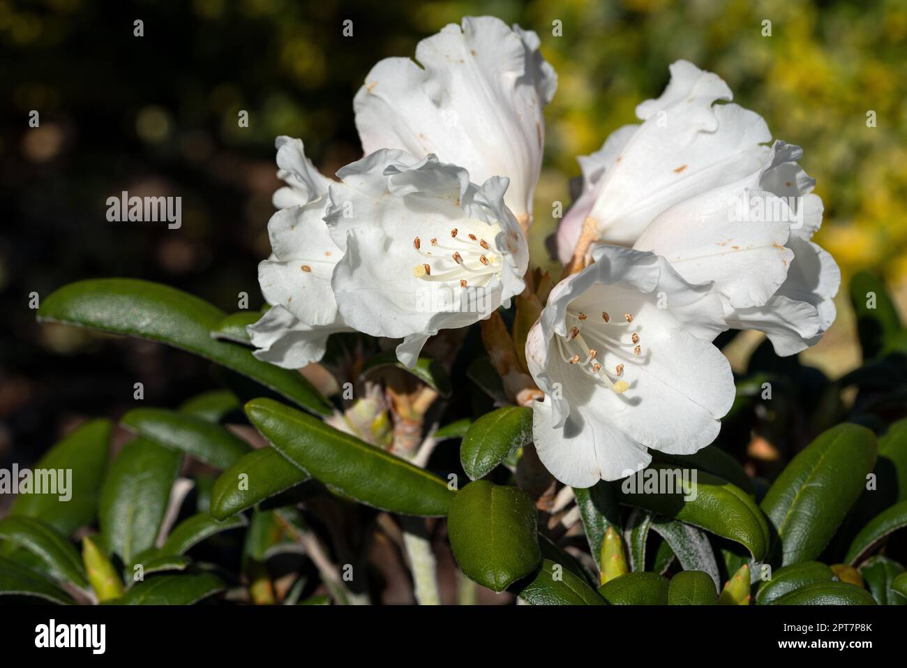 Rhododendron Hybrid (Rhododendron hybrid), close up of the flower head ...