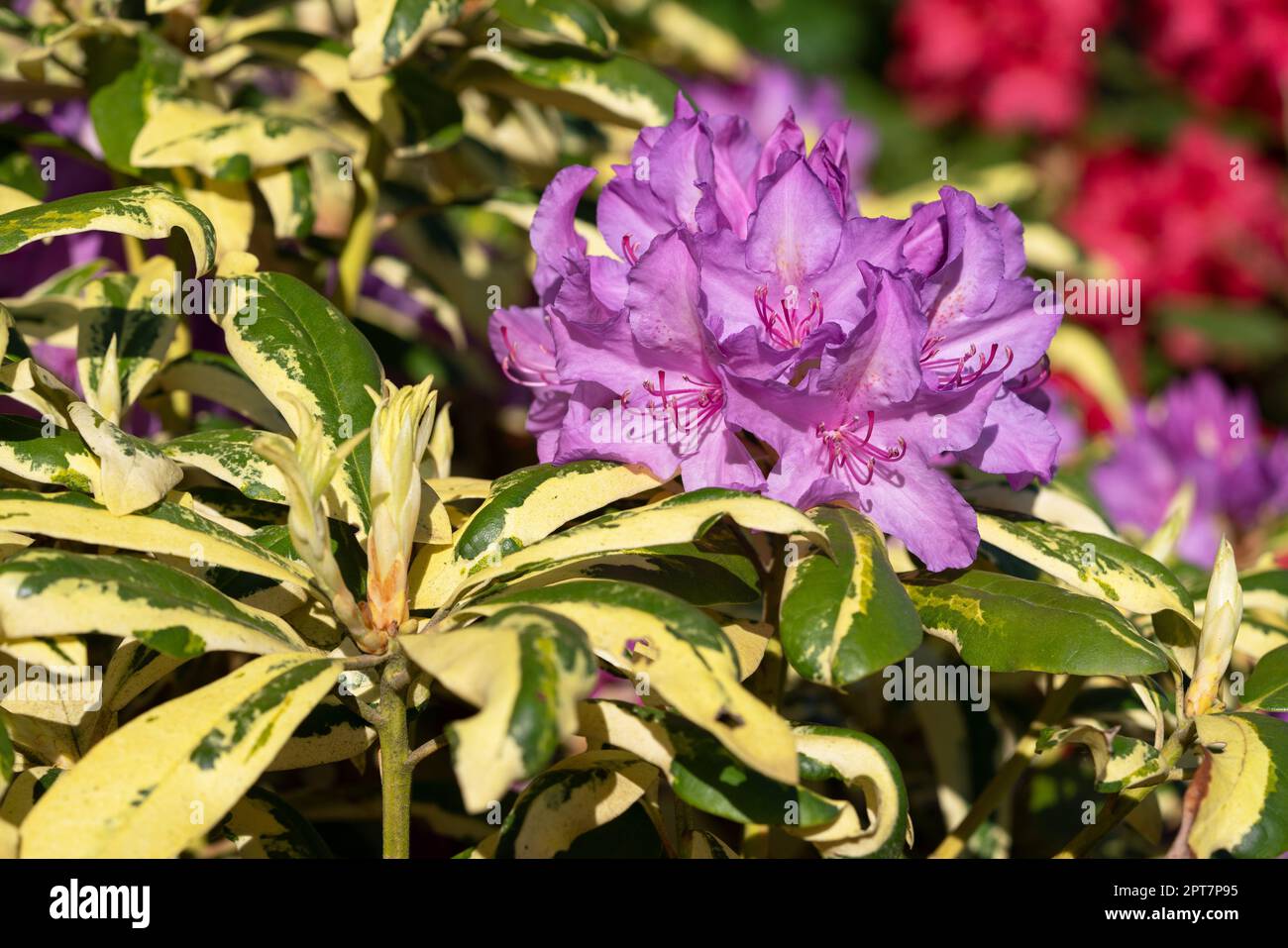 Rhododendron Hybrid (Rhododendron hybrid), close up of the flower head ...