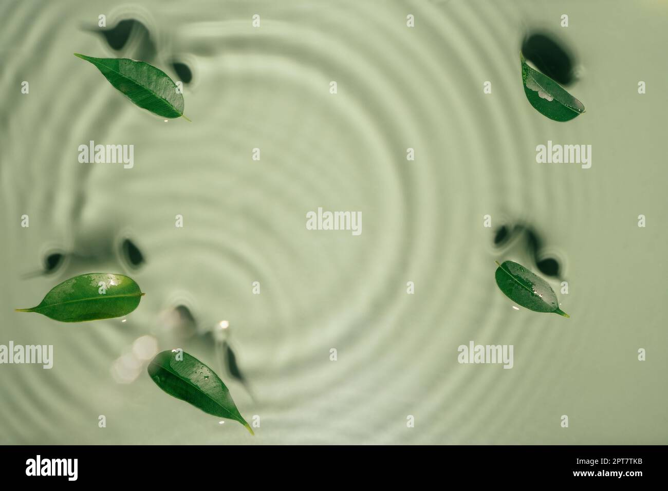 Small leaves of Ficus Benjamin lie on rippled transparent fresh green ...