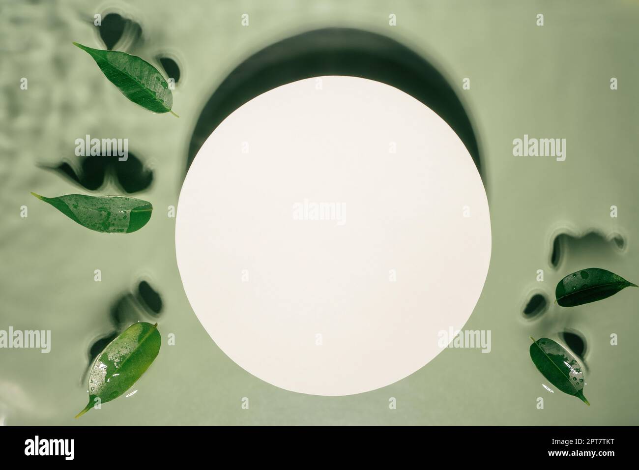 White circle copy space and small ficus leaves on transparent green ...