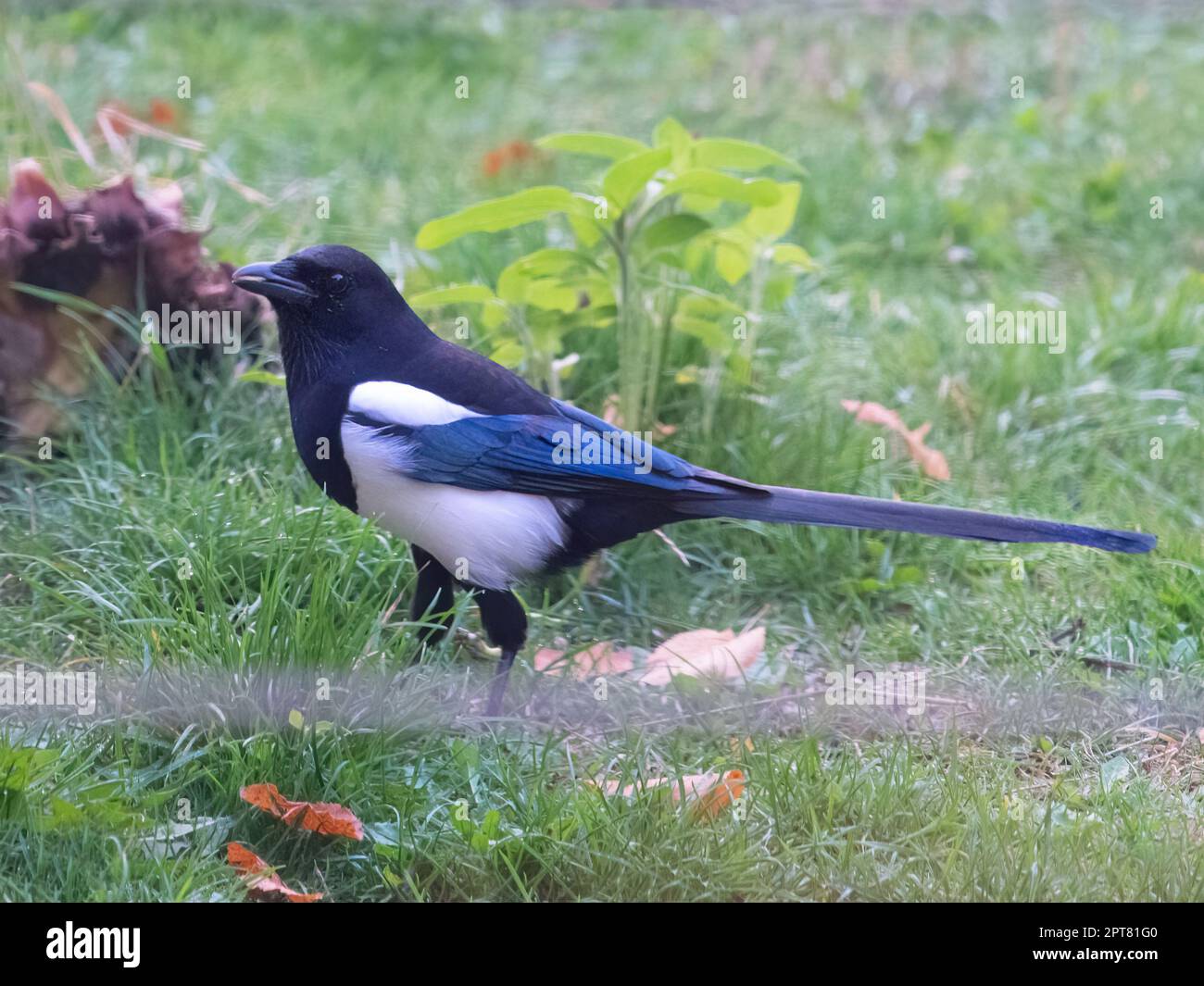 A common magpie walking and searching for nesting material in the ...