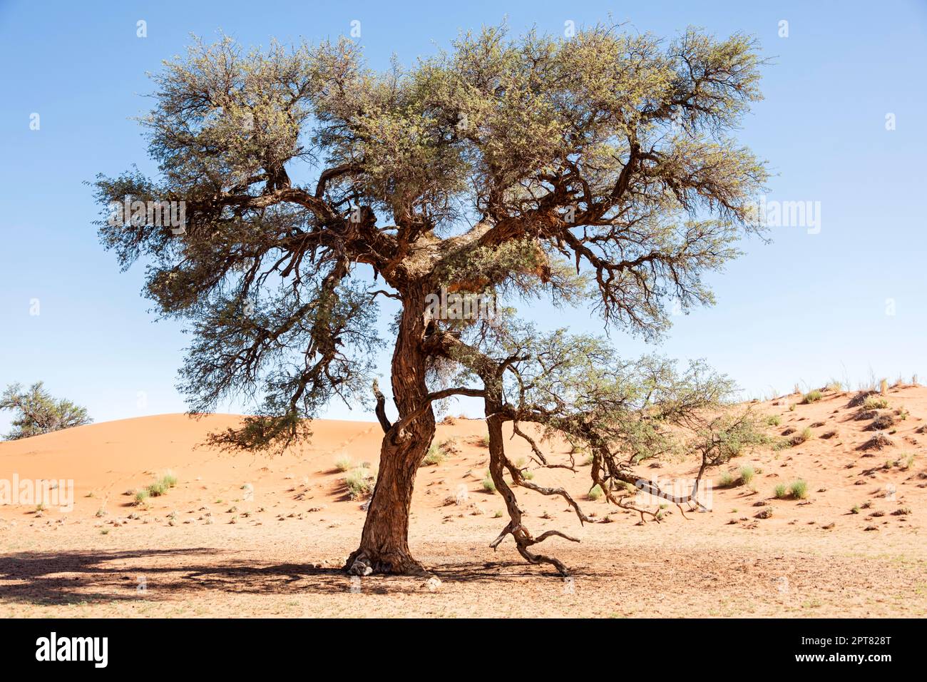 Tree, camelthorn tree (Vachellia erioloba), Namibia Stock Photo - Alamy