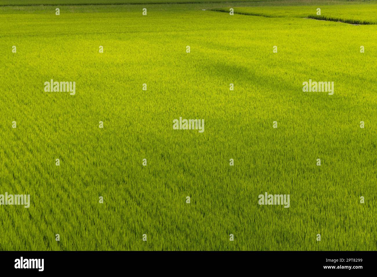 Fresh paddy rice field meadow Stock Photo - Alamy