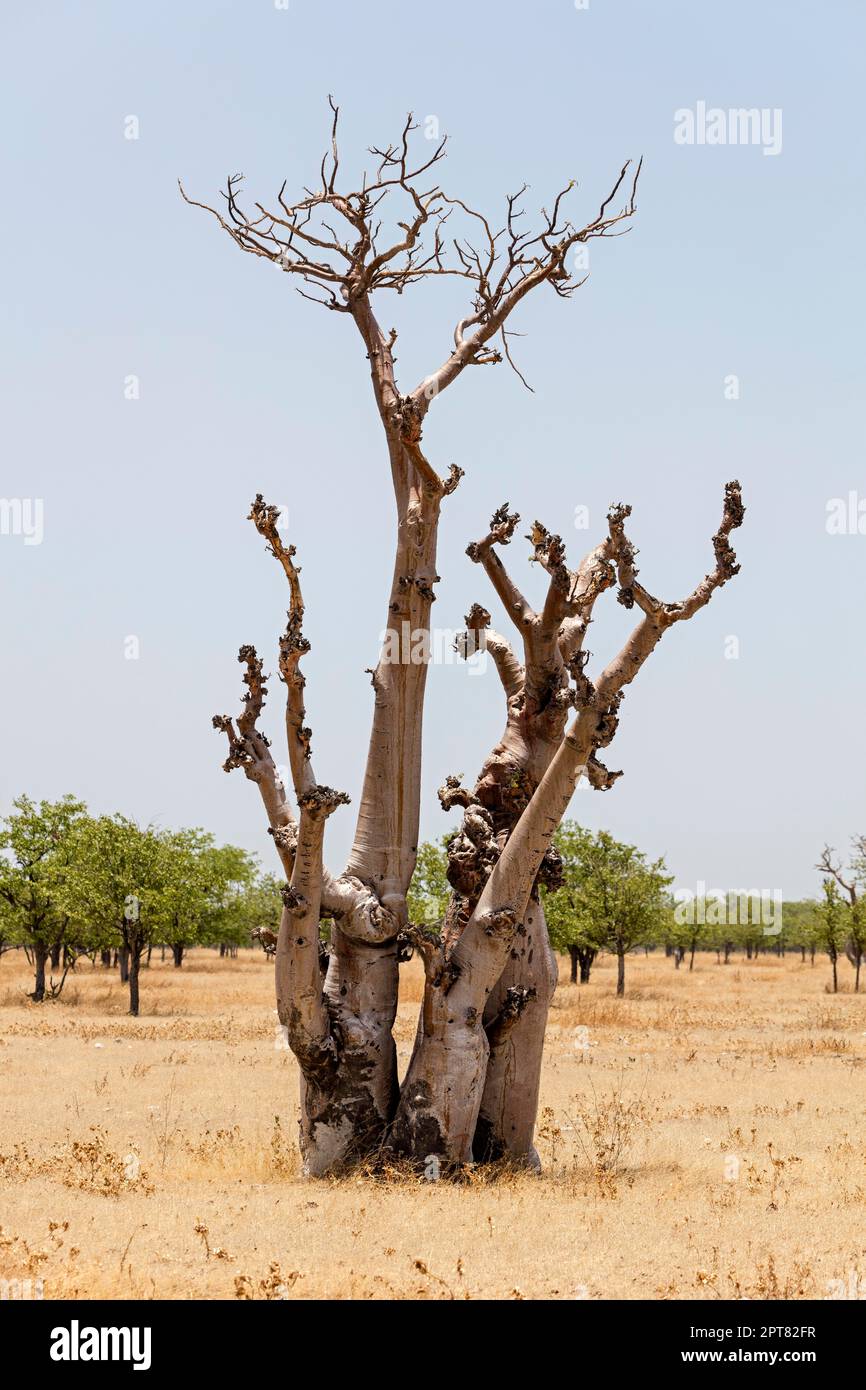 Dried out tree, Namibia Stock Photo - Alamy