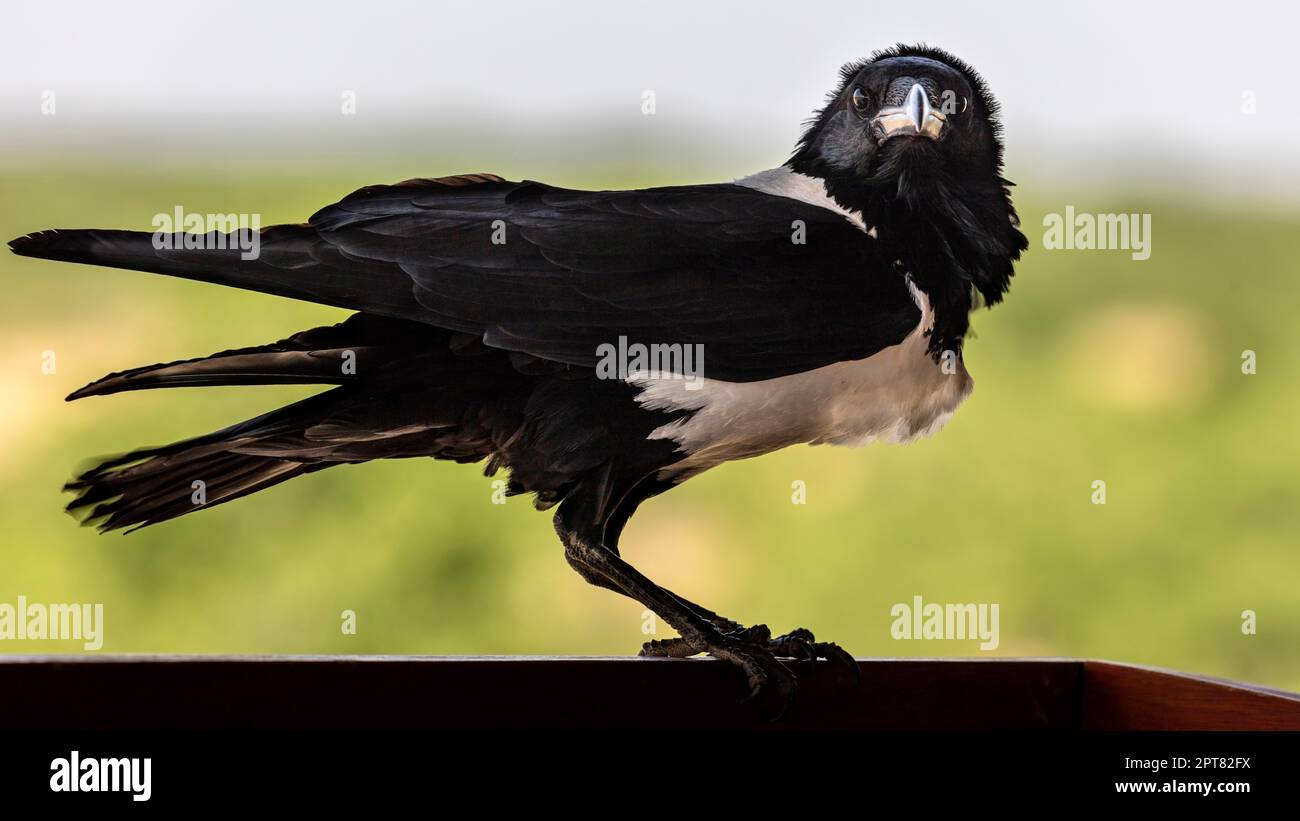 Pied crow (Corvus albus), Namibia Stock Photo - Alamy