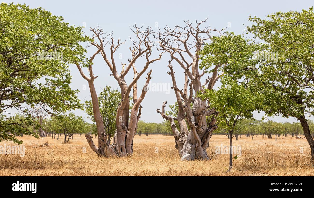 Dried out tree hi-res stock photography and images - Alamy