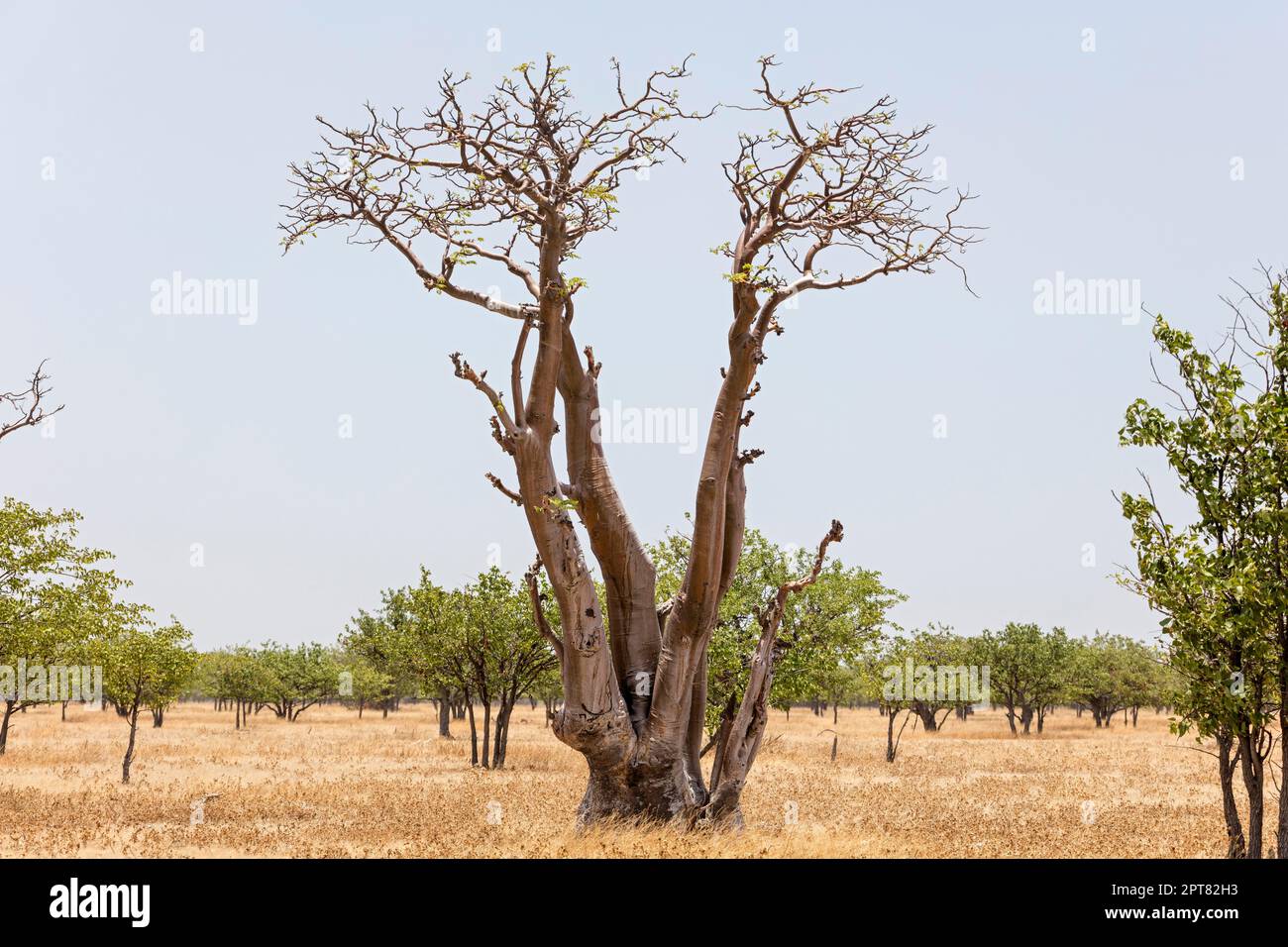 Dried out tree, Etosha National Park, Namibia Stock Photo - Alamy