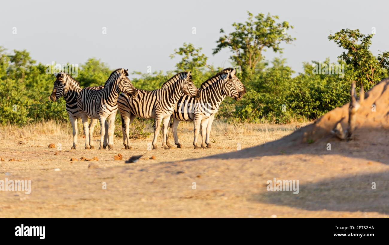 Zebras (Hippotigris), Etosha-Nationalpark, Namibia Stock Photo - Alamy