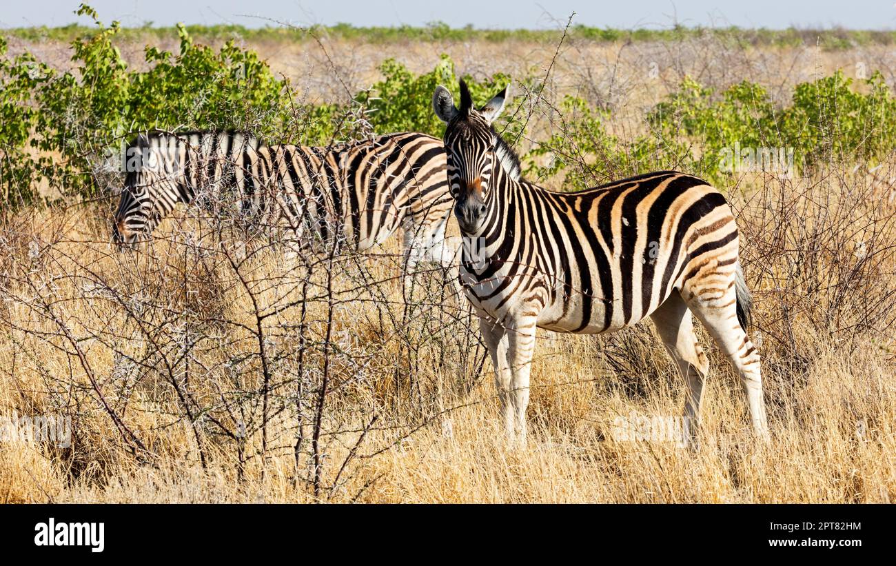 Zebras (Hippotigris), Etosha-Nationalpark, Namibia Stock Photo - Alamy