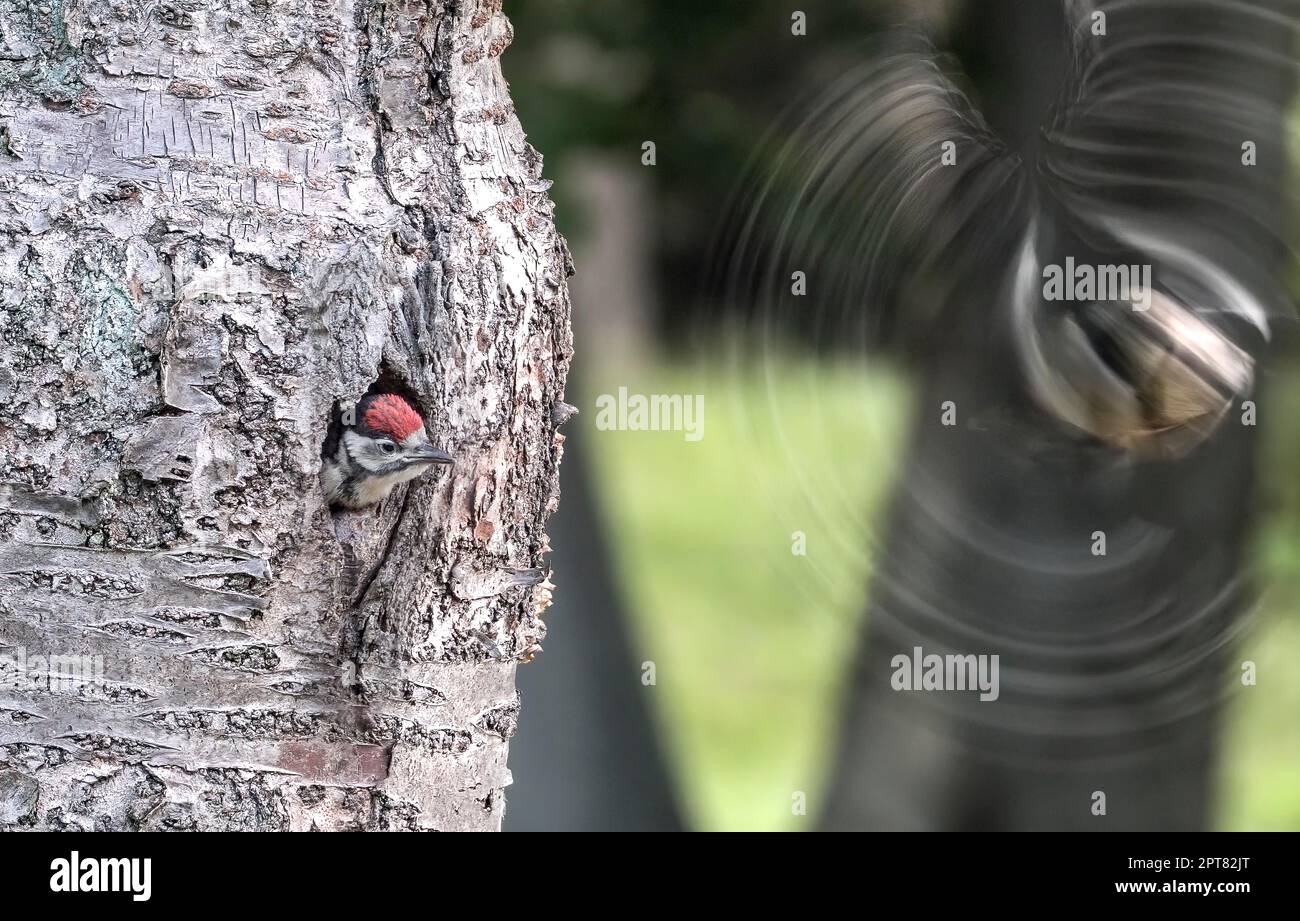 Great spotted woodpecker (Dendrocopos major), approaching the brood ...
