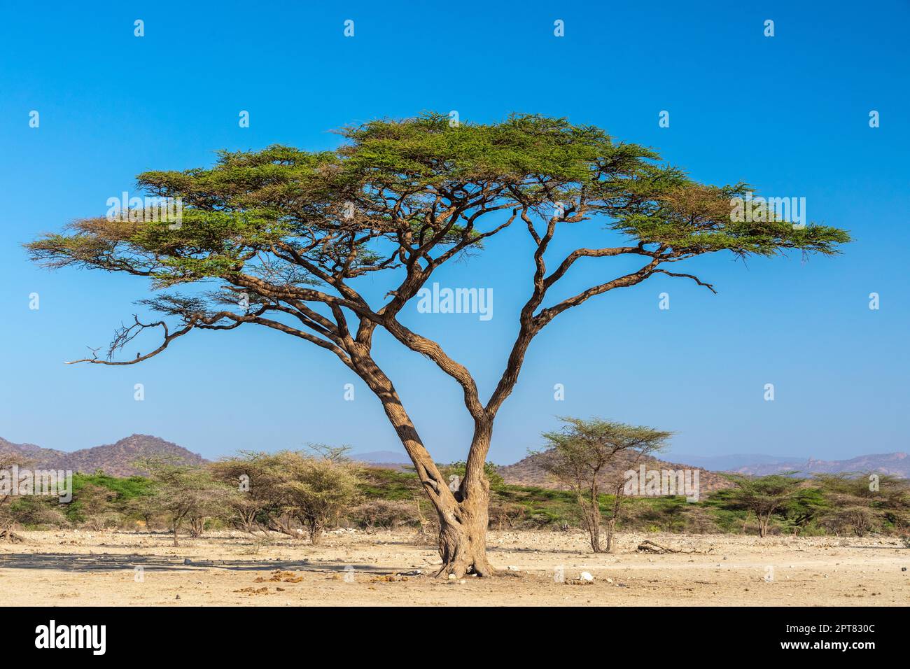 Savannah trees kenya hi-res stock photography and images - Alamy