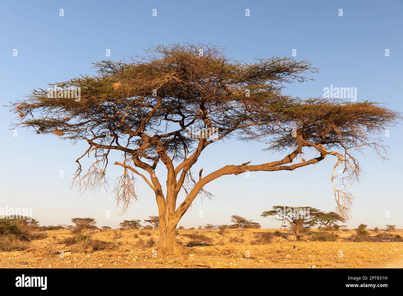 Tree in the savannah, Samburu National Reserve, Kenya Stock Photo - Alamy