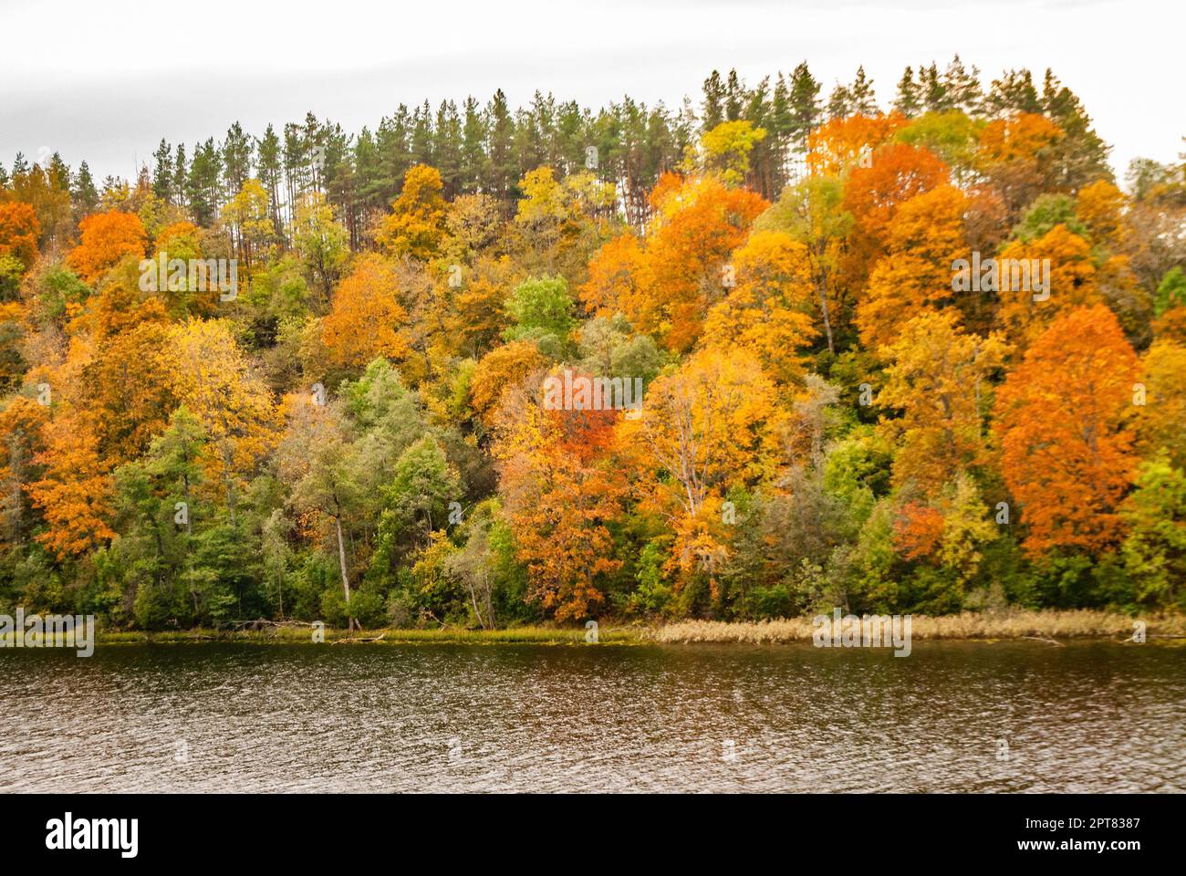 Colorful autumn trees on the background of Lake Asveja, Dubingiai ...