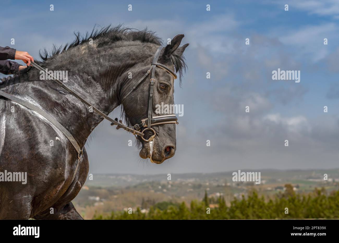 Hand and horse hi-res stock photography and images - Alamy