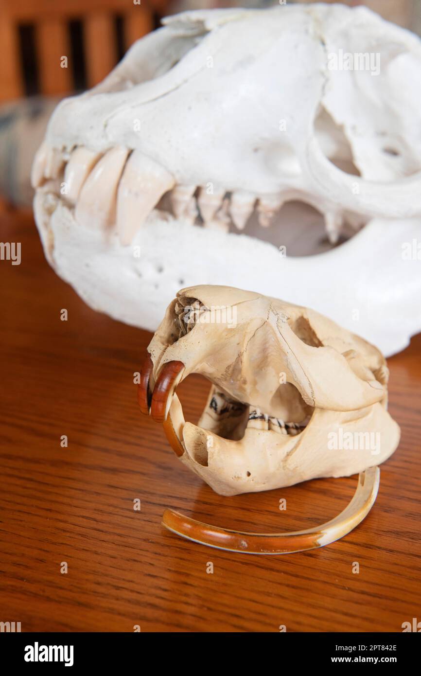 Beaver skull with regrowing teeth and seal skull, Katmai Wilderness ...