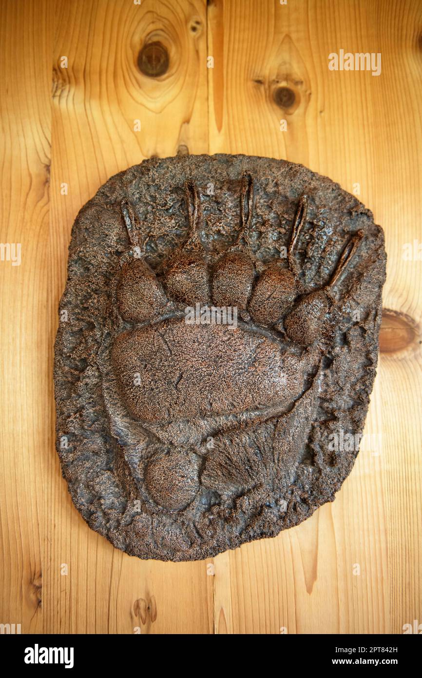 The bear cast hi-res stock photography and images - Alamy