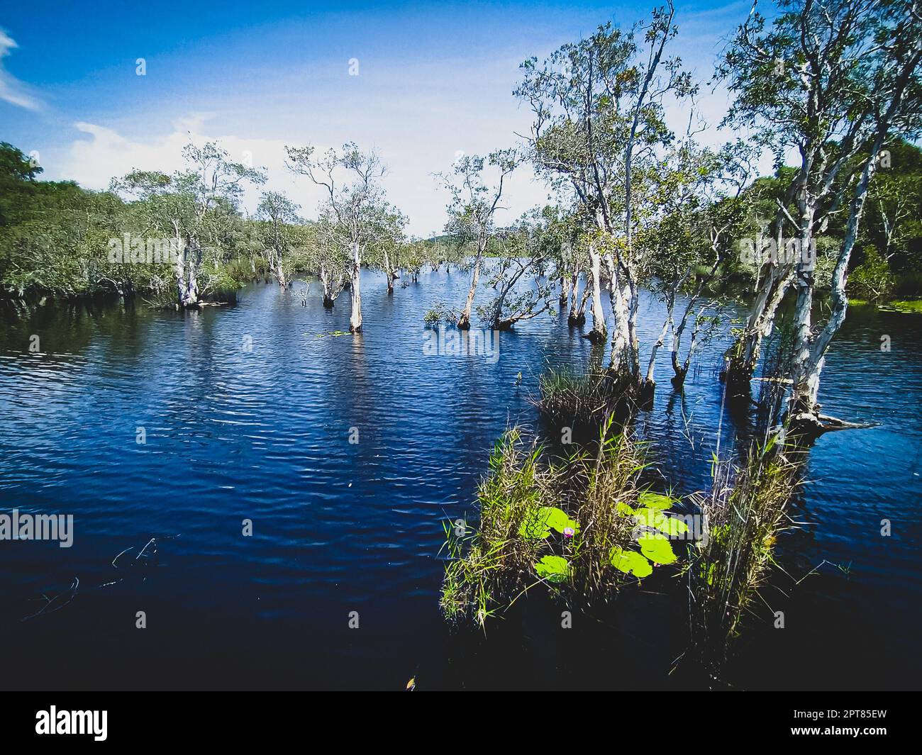 Trees and tree stumps grow up in lake and forest landscape Rayong ...