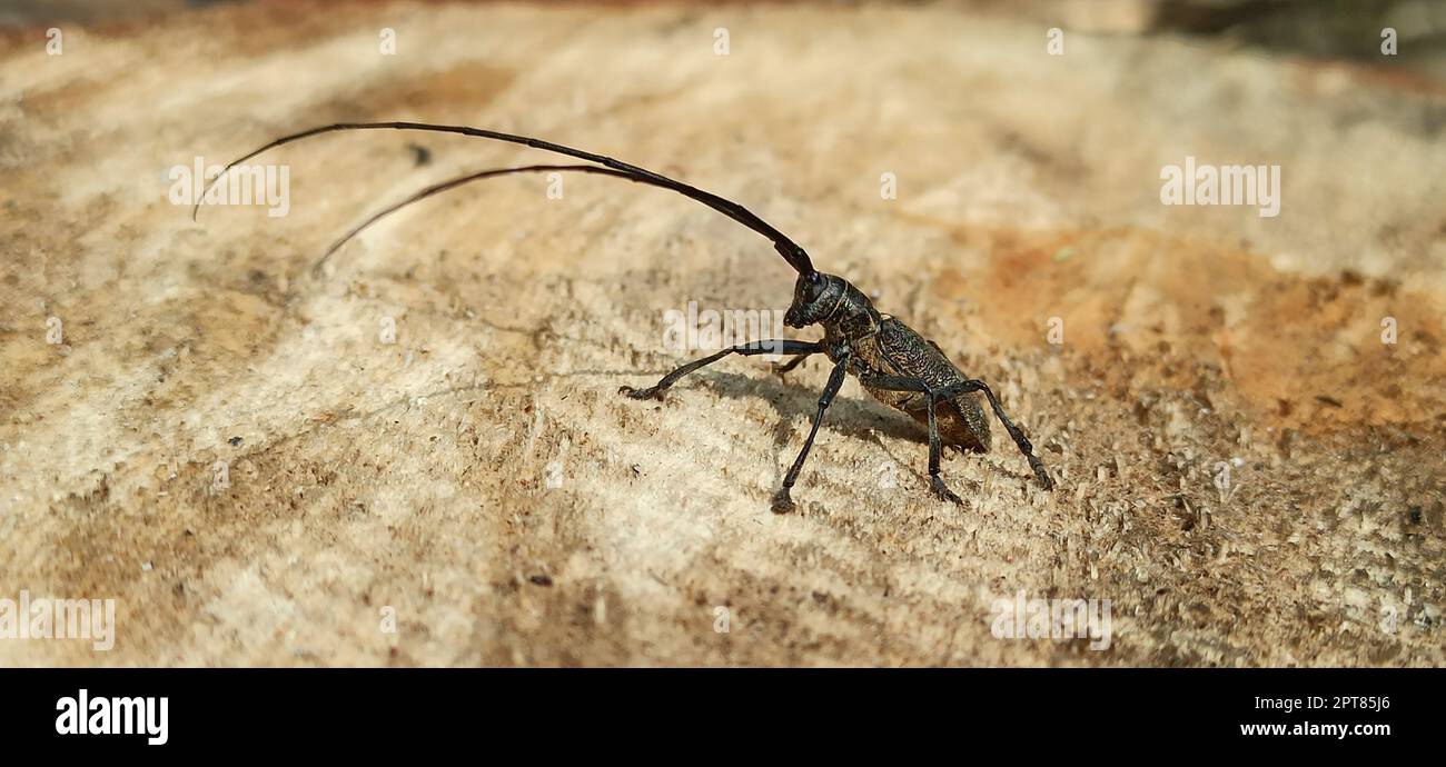Longhorn beetle standing on wooden surface. Insect with long whiskers ...