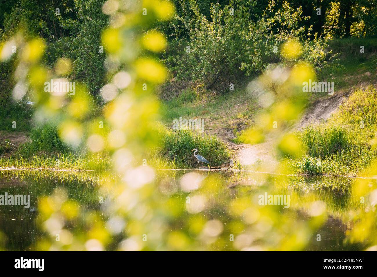 Fauna Of Belarus. Grey Heron Bird Standing On River Coast. Belarus ...