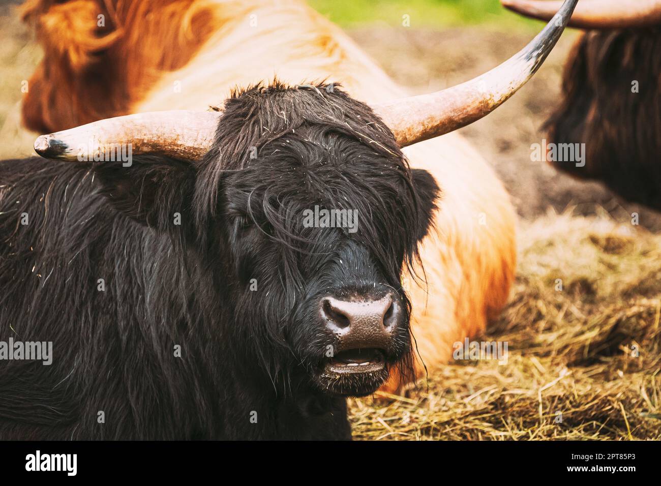 Black Highland Cattle Cow Graze On A Summer Livestock Pasture. Scottish ...