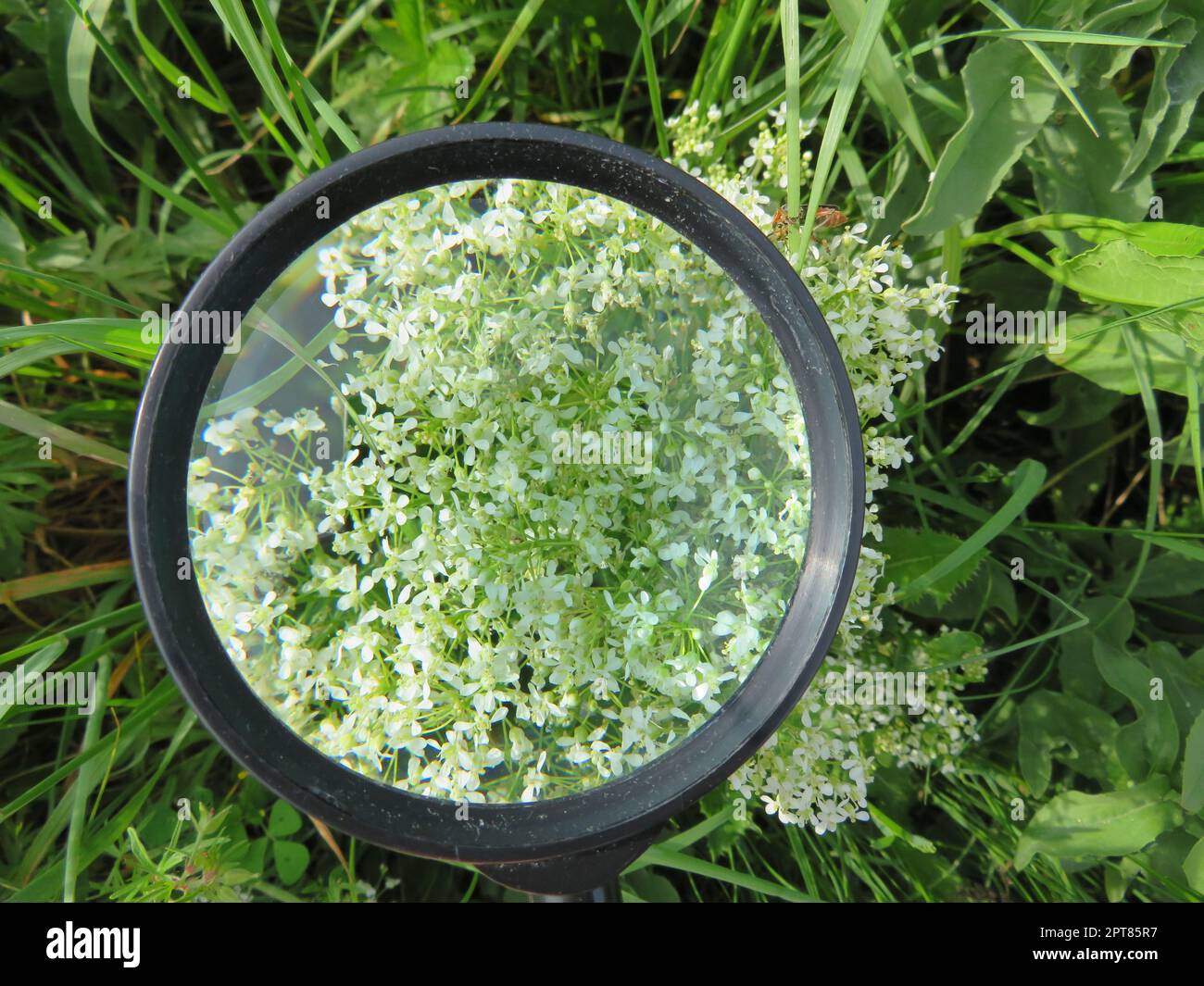 magnifying glass magnification greatness vision glass photo Stock Photo ...