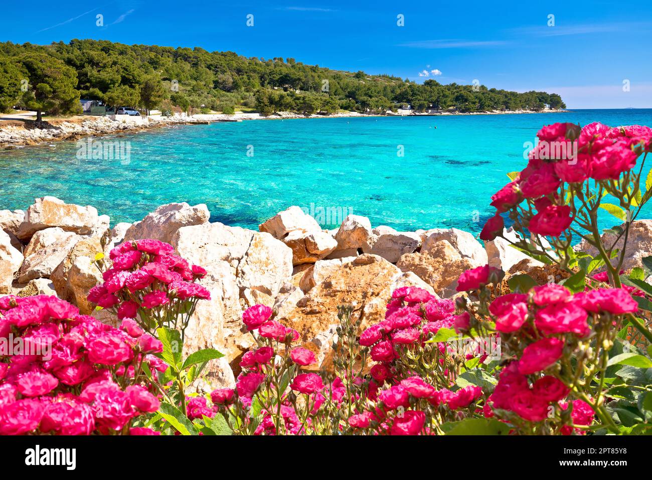 Island of Murter turquoise lagoon beach Slanica and red flowers view ...