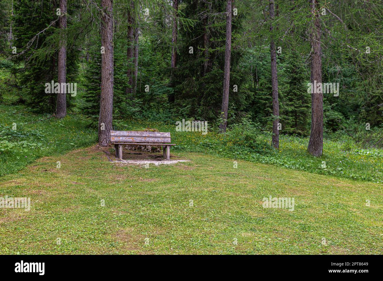 Wooden bench in the woods of the Italian Alps Stock Photo - Alamy