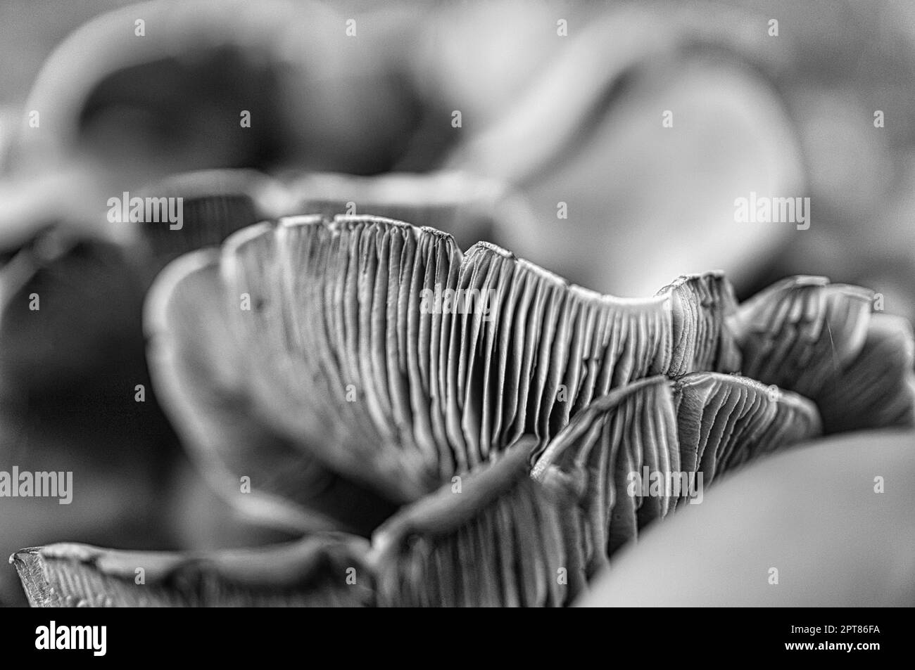 a filigree small mushroom in black and white taken in a tree root, with ...