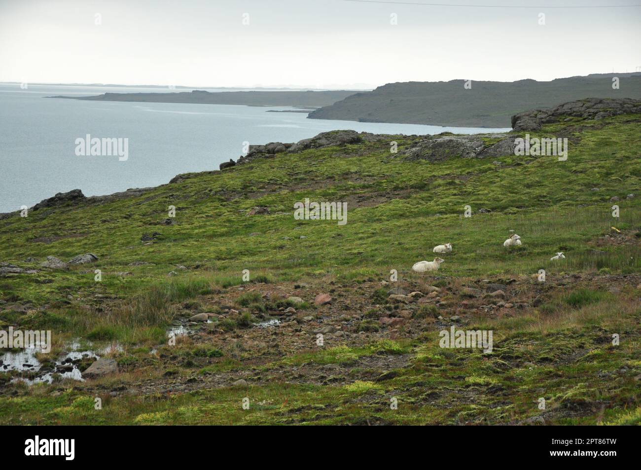 Group of Icelandic sheep captured in a their natural habitat in Iceland ...