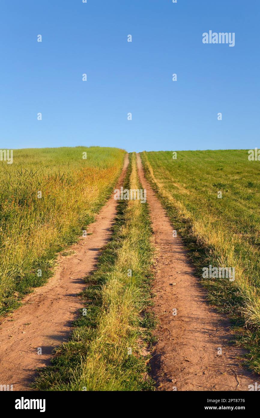 Countryside path dirt road along grape plantation in summer Stock Photo ...