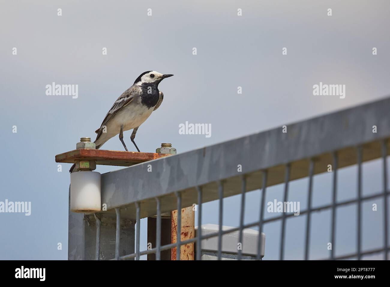 Bird sitting on a fence, making noise Stock Photo - Alamy