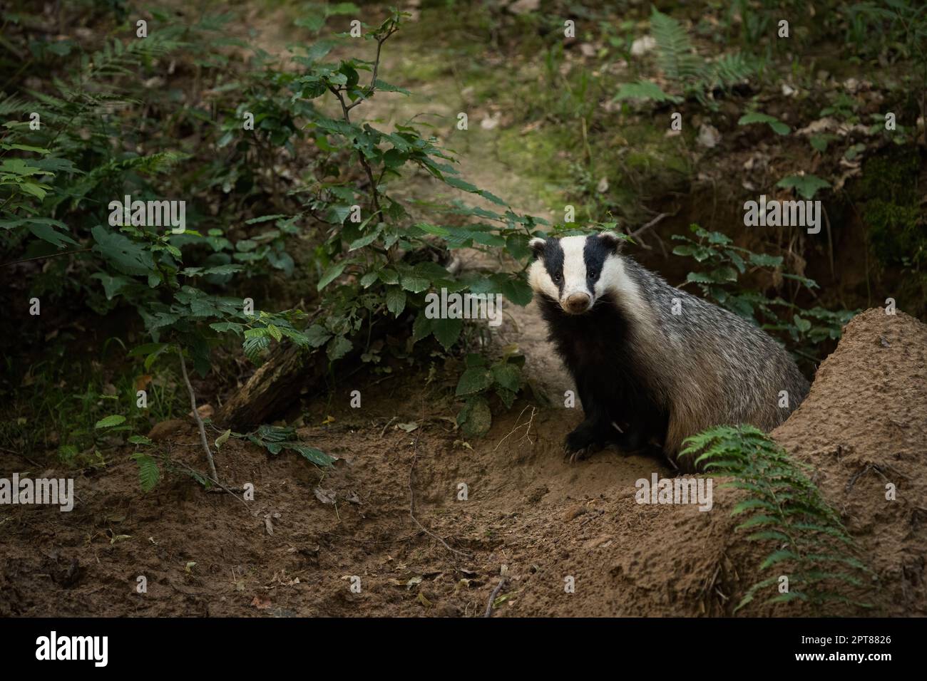 European badger, meles meles, climbs out of the den in summer forest ...