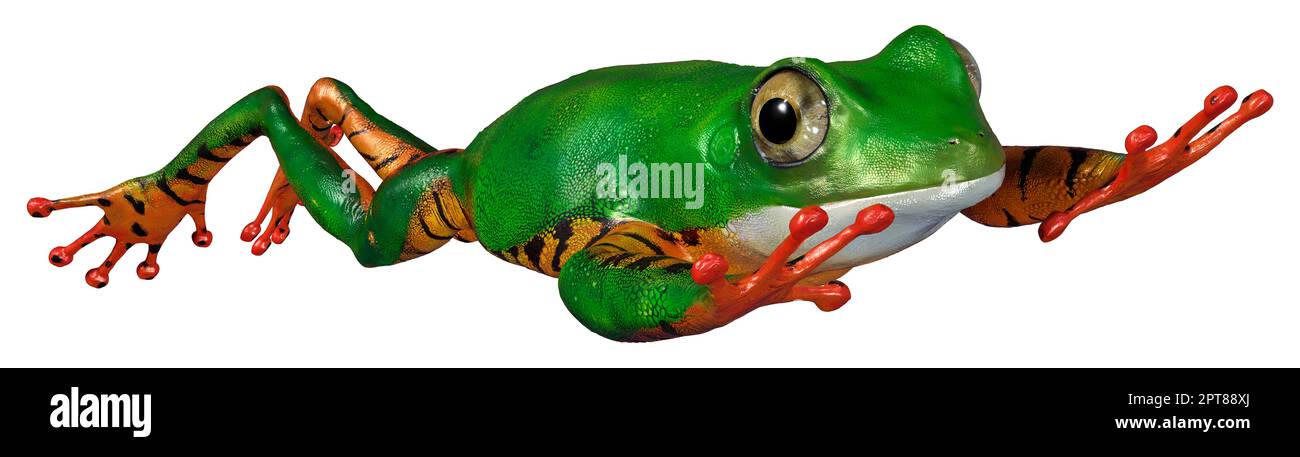 3D rendering of an Amazon tree frog isolated on white background Stock ...