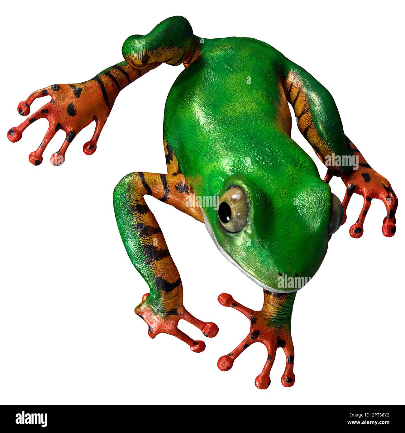 3D rendering of an Amazon tree frog isolated on white background Stock ...