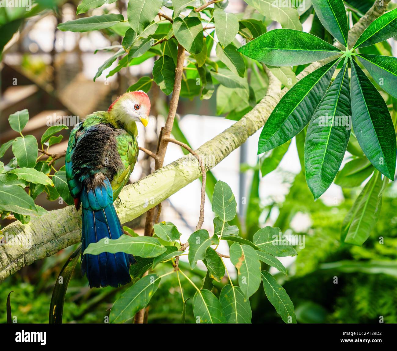 Portrait of Red-crested turaco in a bird sanctuary Stock Photo - Alamy
