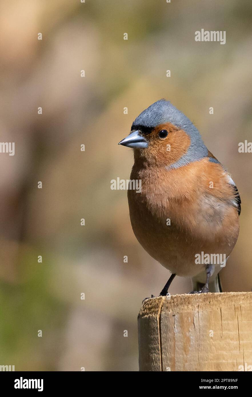 Wood modelling hi-res stock photography and images - Alamy