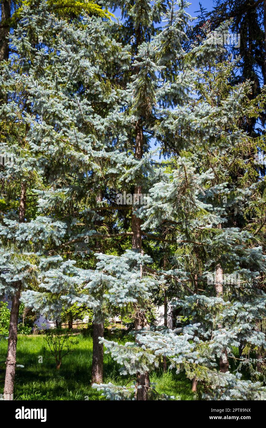 Lebanese cedar in a park. Forest background Stock Photo - Alamy