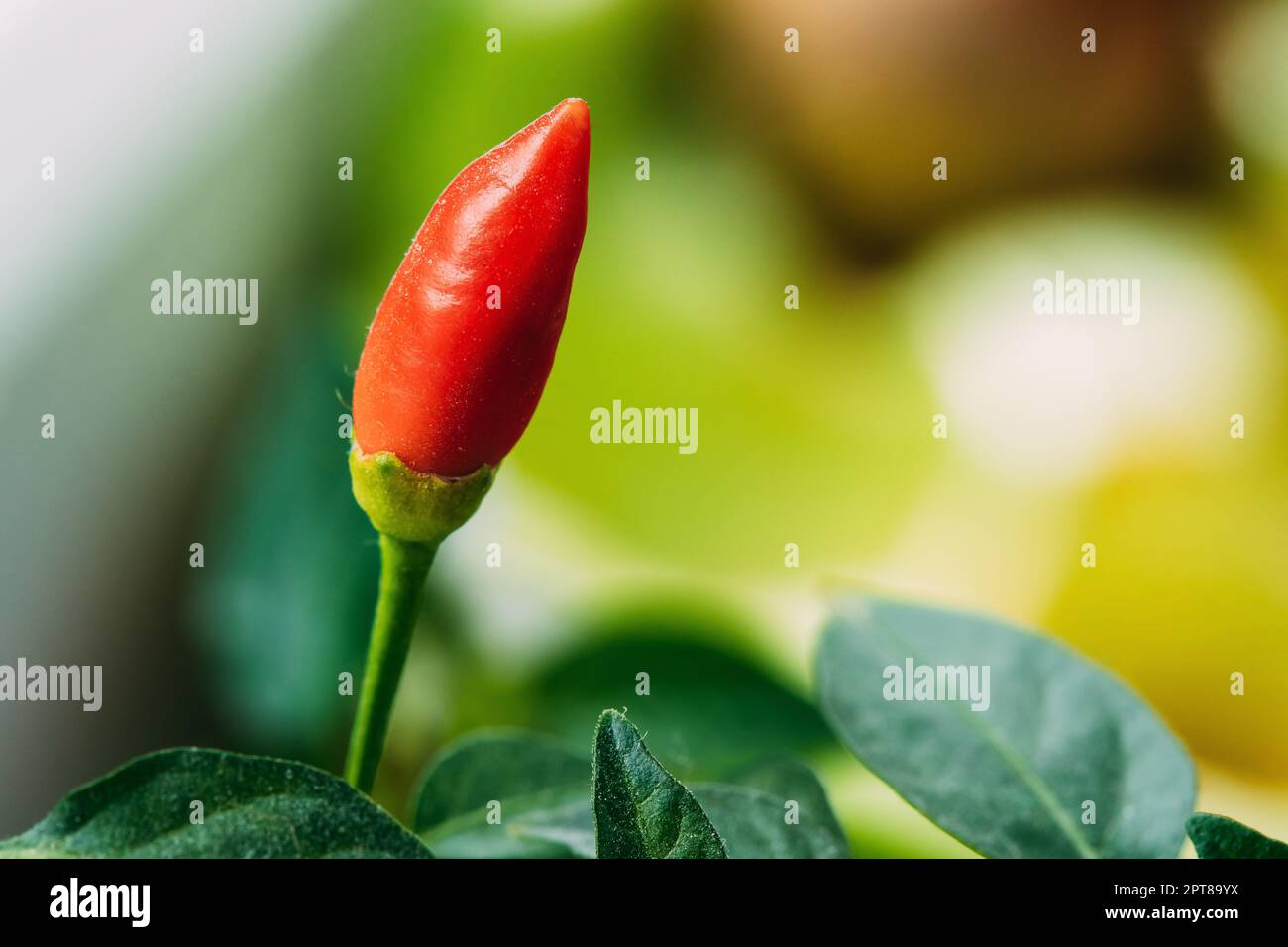 Small Organic Red Pepper Plant Growing On Garden Bed Plantation In ...