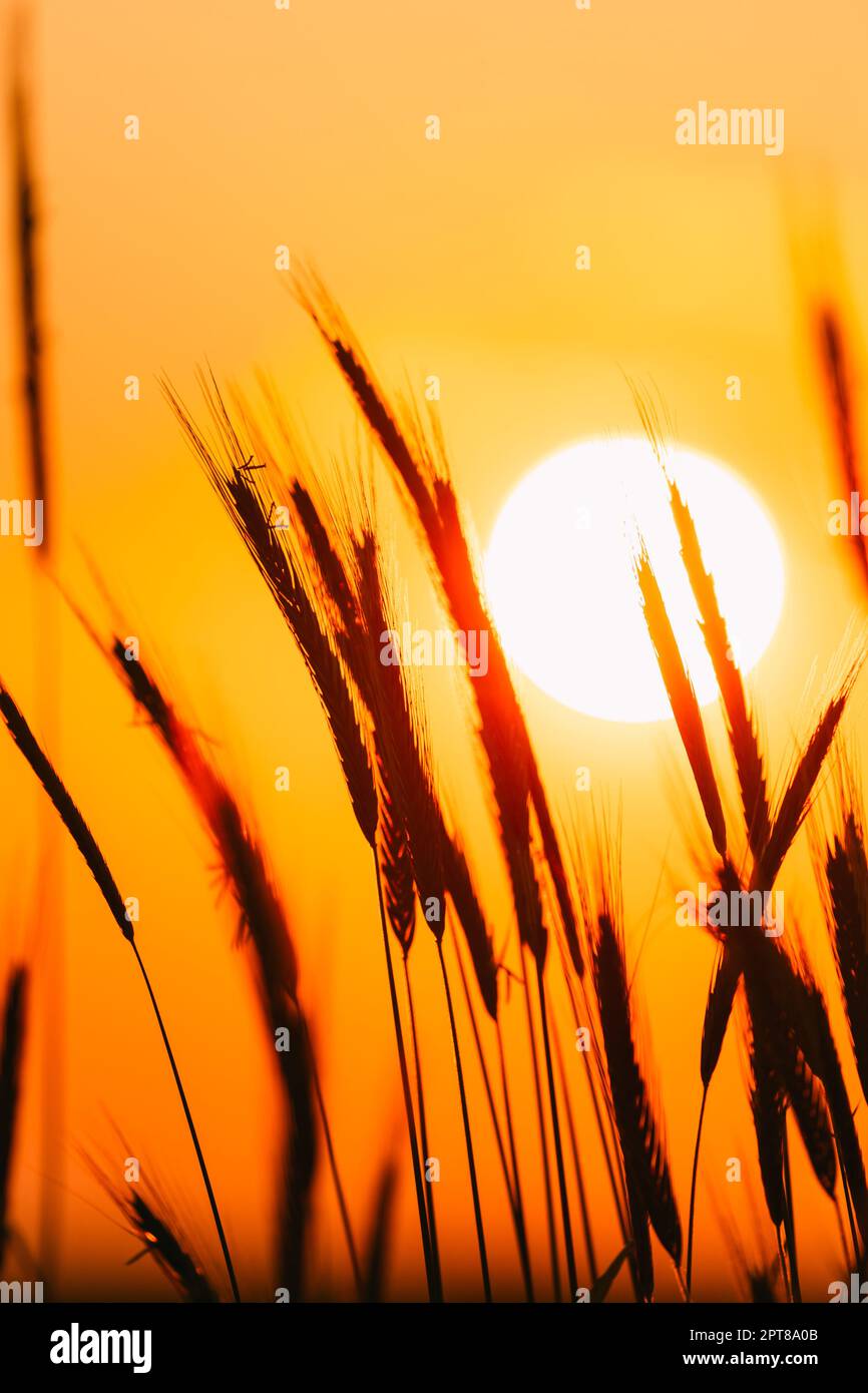 Summer Sun Shining Through Young Yellow Wheat Sprouts. Wheat Field In ...