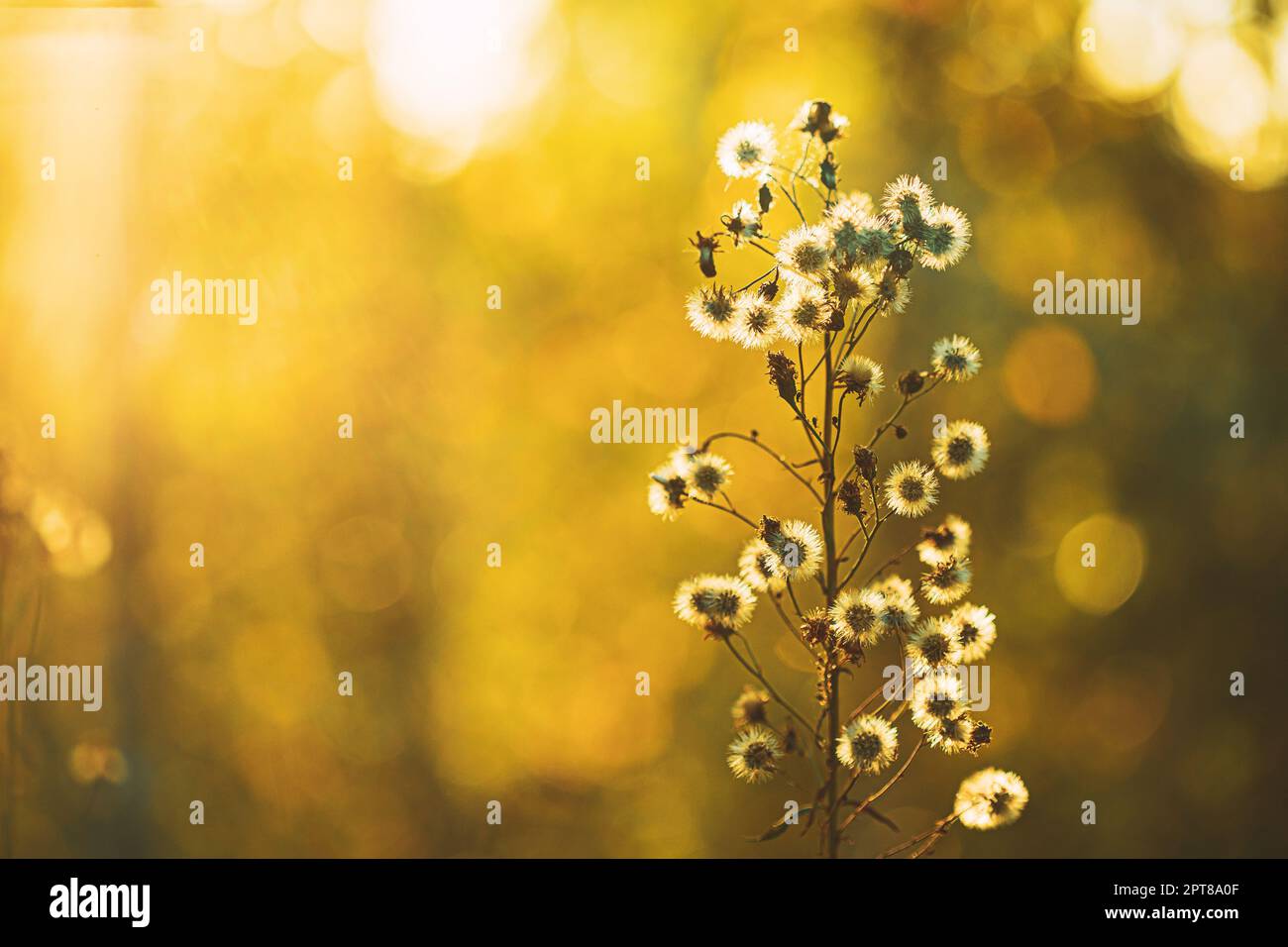 Dry Flowers Of Conyza Sumatrensis. Guernsey Fleabane, Fleabane, Tall ...