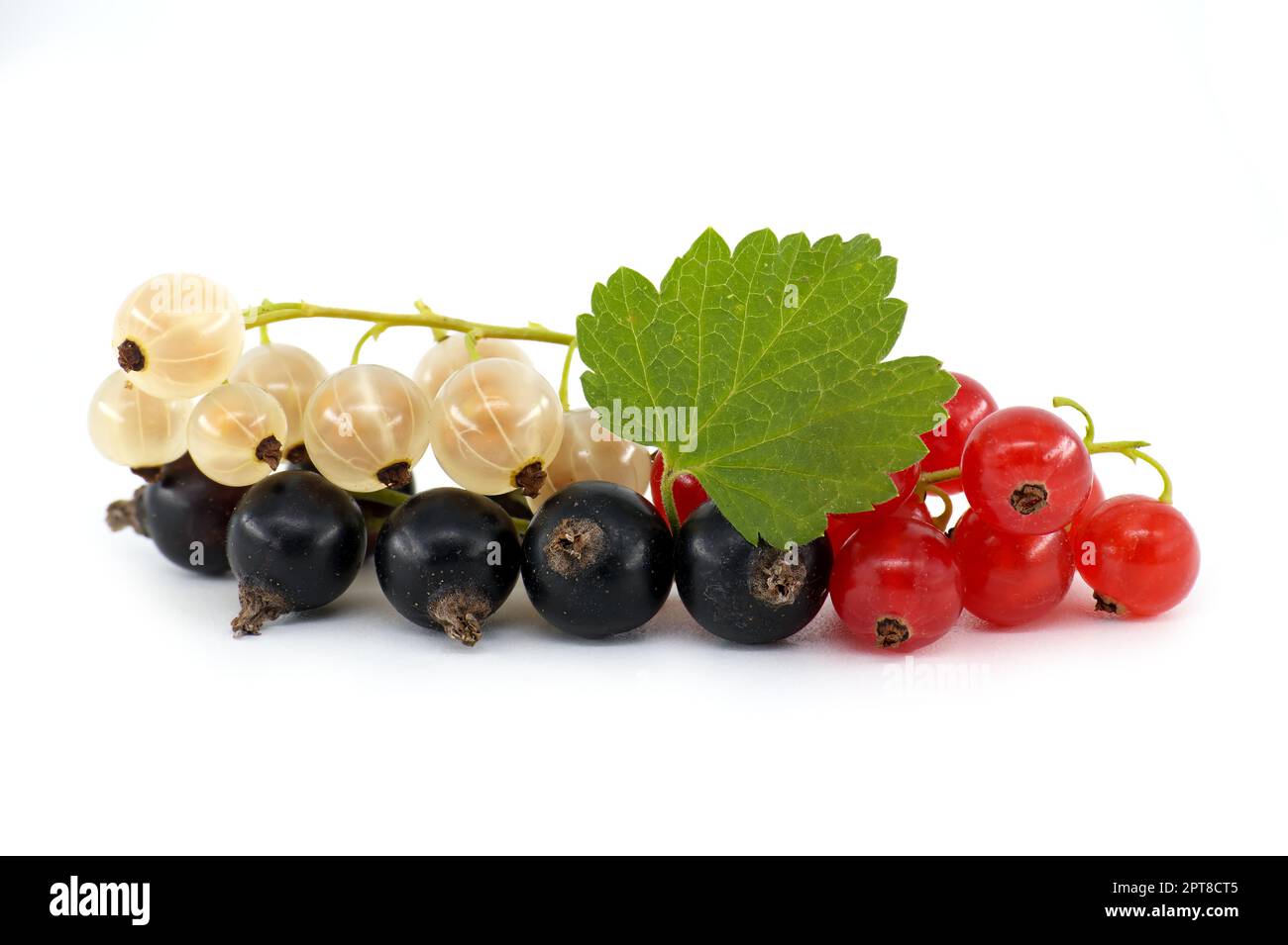 Fresh ripe blackcurrant, redcurrant and white currant berries with leaf ...