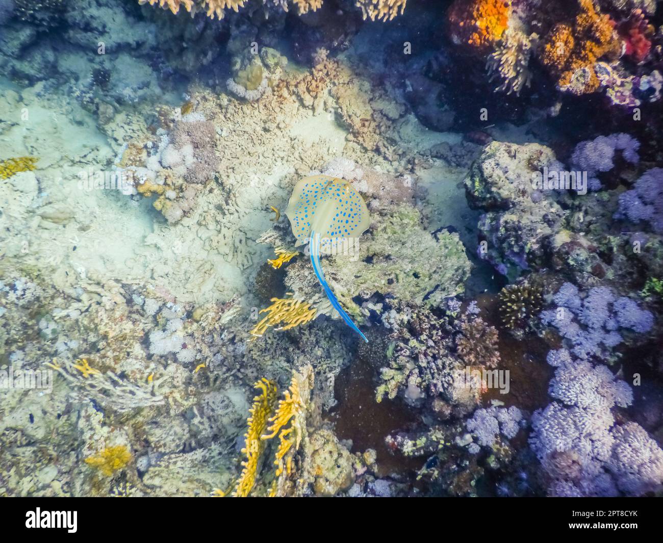 blue spotted stingray on the bottom of the sea between corals in egypt ...