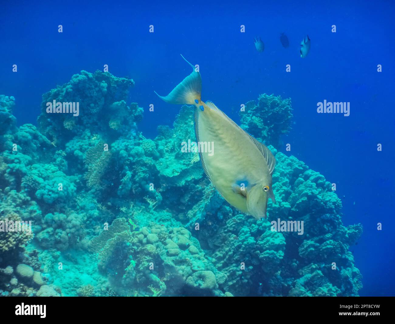 nose surgeon fish swims to the bottom of the blue sea in egypt Stock ...