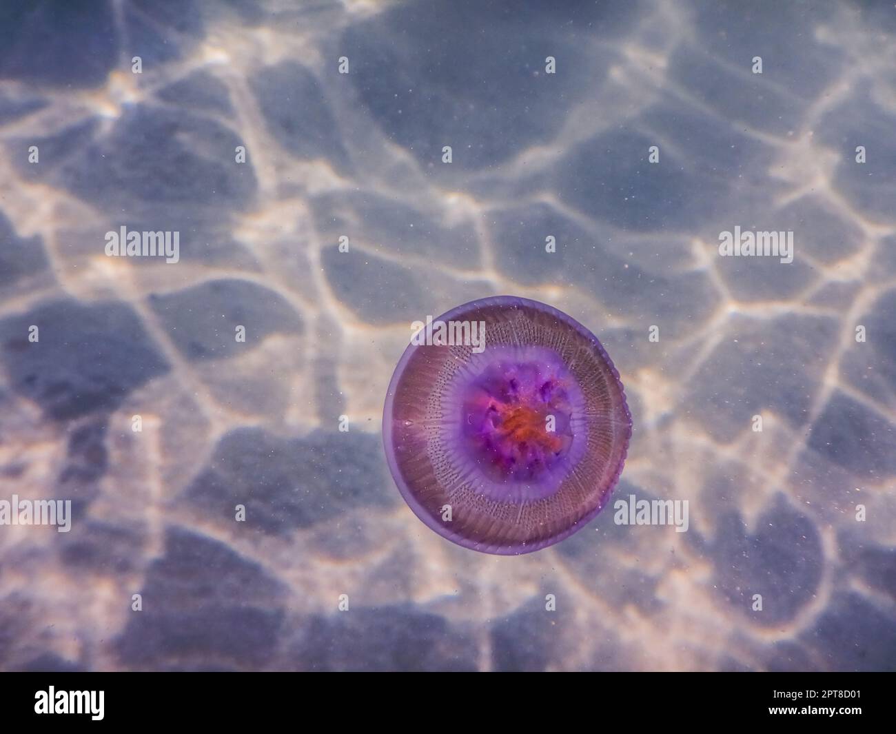 lilac jellyfish in clear water while snorkeling on vacation in egypt ...