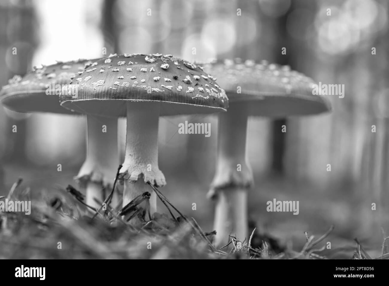 Toadstool in black white at the bottom of a coniferous forest in the ...