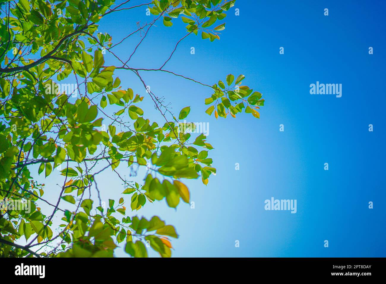Image of fresh greenery and sunbeams. Shooting Location: Naka -ku ...